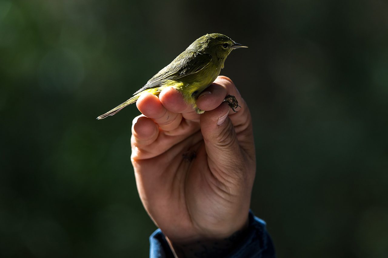 El_rio | Revive el río Colorado